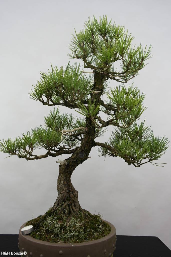Bonsai Pinus thunbergii, Japanse zwarte den, nr. 6431 - www.henhbonsai.nl