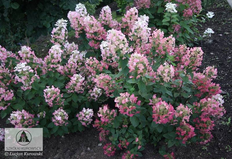 Hydrangea paniculata 'Magical Fire' - Online Tuincentrum