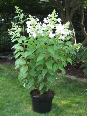 Hydrangea paniculata 'White Lady' kopen bij Tuincentrum Boskoops.nl ...