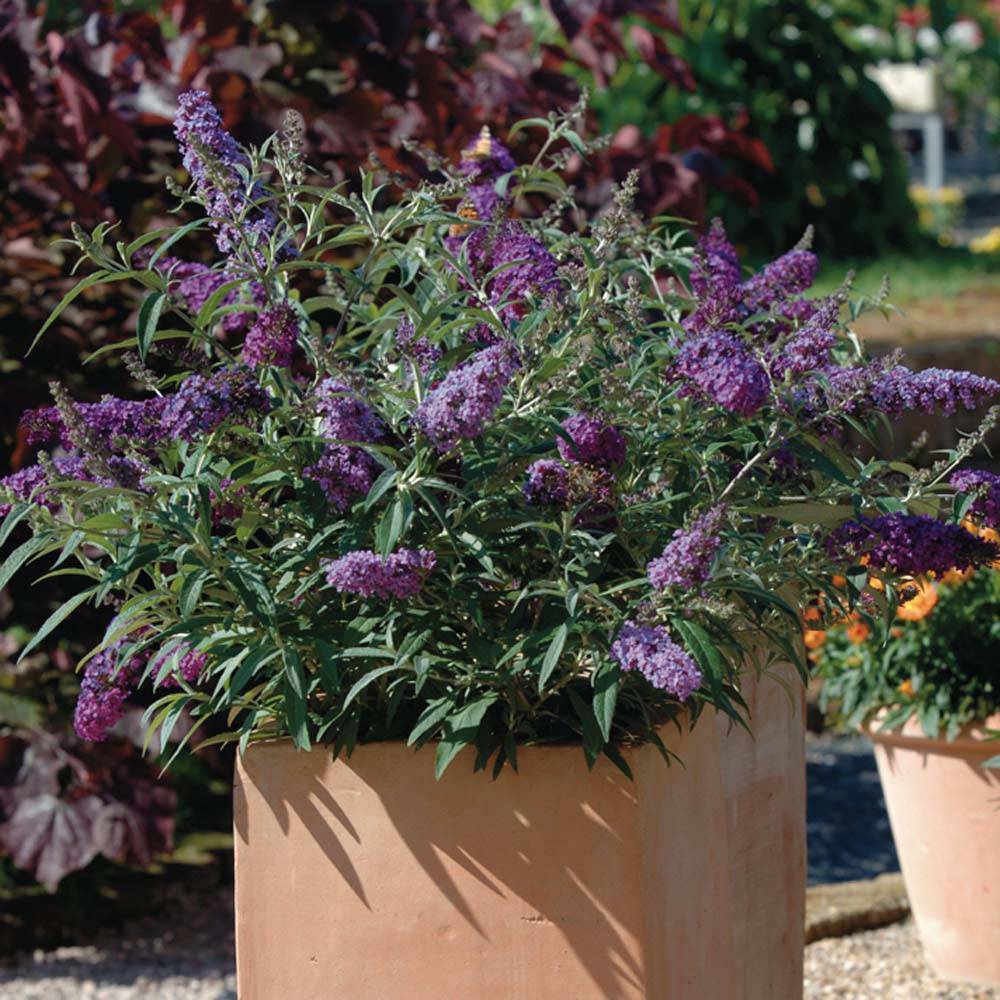 Buddleja Buzz Sky Blue kopen bij Tuincentrum Boskoops.nl - Online ...