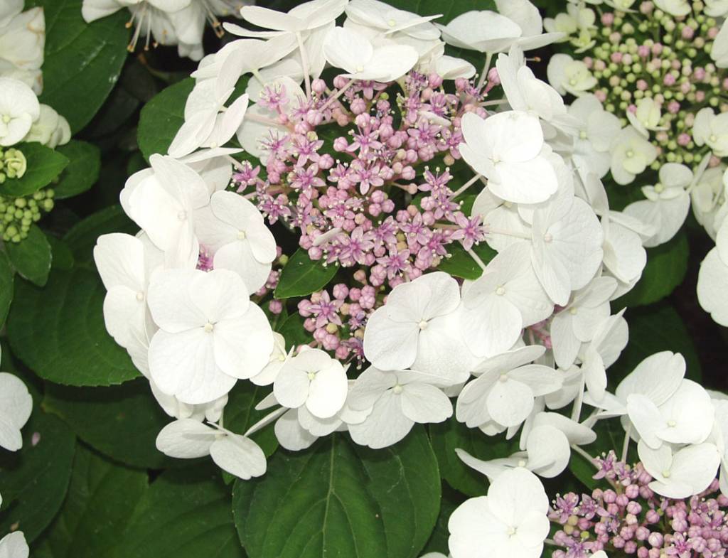 Hydrangea macr. 'White Wave' kopen bij Tuincentrum Boskoops.nl - Online ...