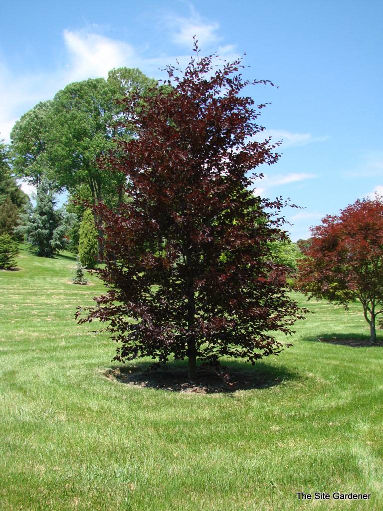 Fagus sylvatica 'Riversii' kopen bij Tuincentrum Boskoops.nl - Online ...