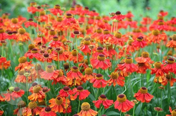 Helenium 'Moerheim Beauty'bruinrood kopen bij Tuincentrum Boskoops.nl ...
