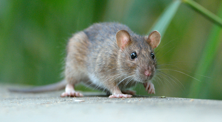 De Bruine Rat - melkbusshop.nl