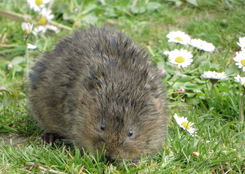 De Woelrat - melkbusshop.nl