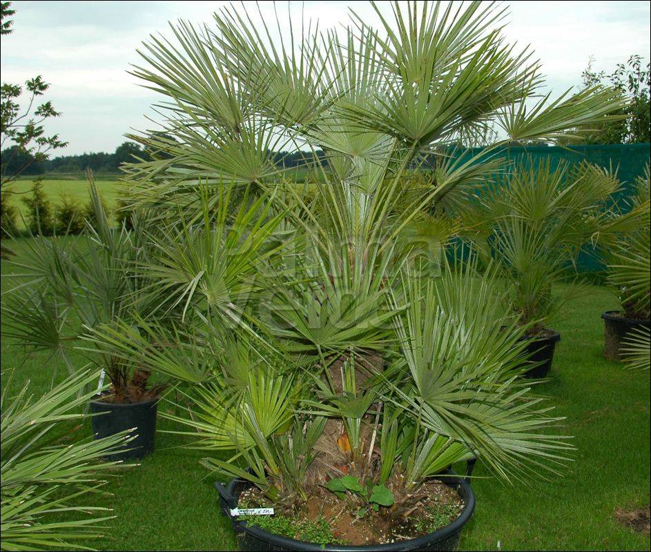 Chamaerops humilis - Europese dwergpalm - Palma Verde Exoten V.O.F.