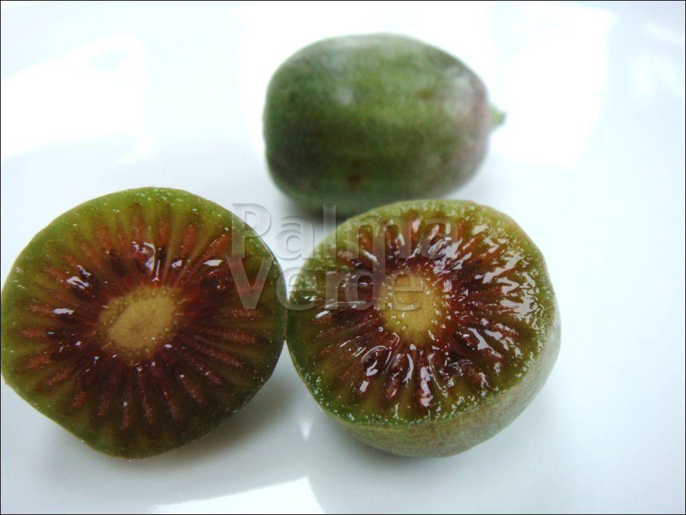 Actinidia arguta Issai - Kiwibes - Siberische kiwi - Palma Verde Exoten ...