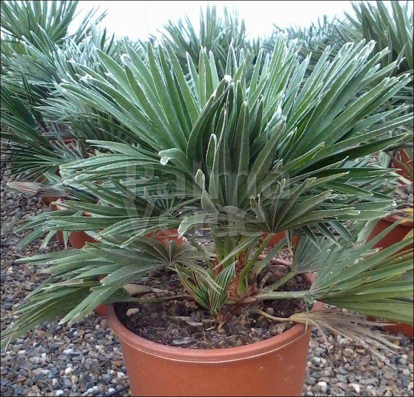 Chamaerops vulcano - Palma Verde Exoten V.O.F.