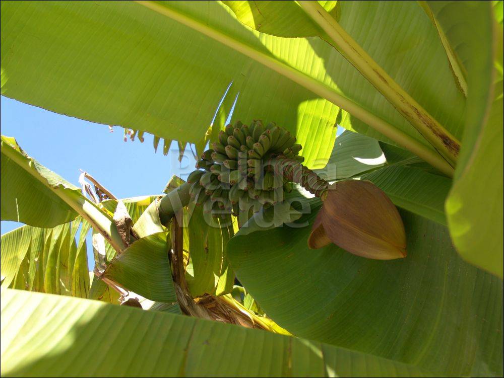 Musa basjoo - Palma Verde Exoten V.O.F.