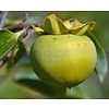 Diospyros kaki - Kakiboom - Sharonfruit - Palma Verde Exoten V.O.F.