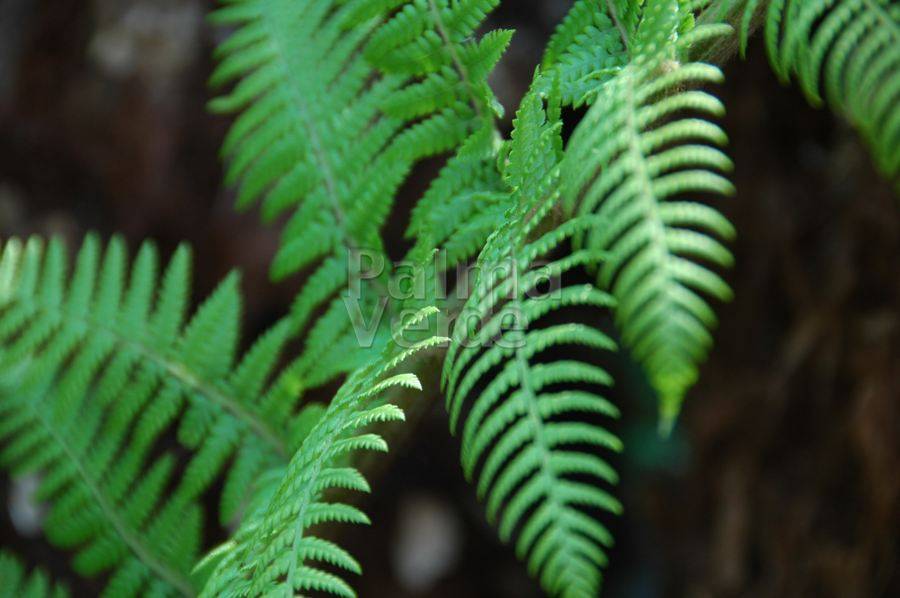 Dicksonia antarctica - Tasmanian tree fern - Palma Verde Exoten V.O.F.
