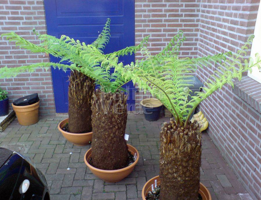 Dicksonia antarctica - Tasmanian tree fern - Palma Verde Exoten V.O.F.