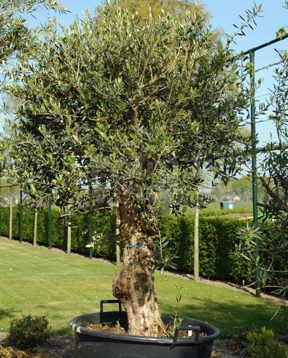 Olea europaea - Olijfboom - Palma Verde Exoten V.O.F.