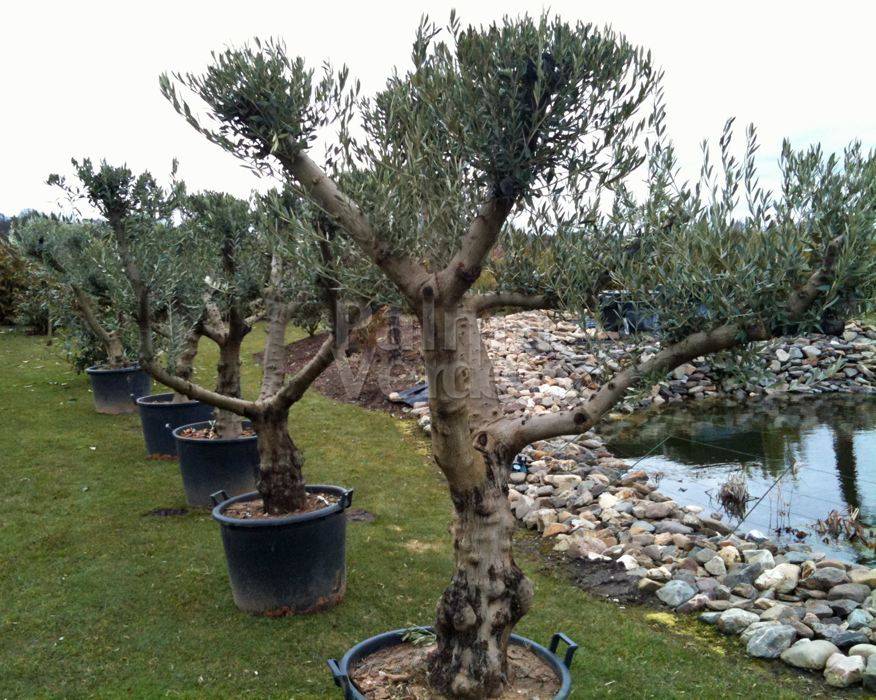 Olea europaea - Olijfboom - Palma Verde Exoten V.O.F.