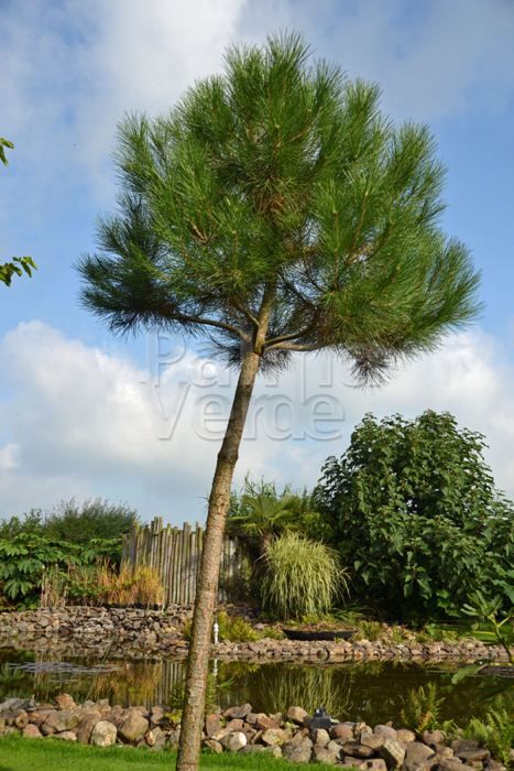 Pinus pinea - Pine - Palma Verde Exoten V.O.F.