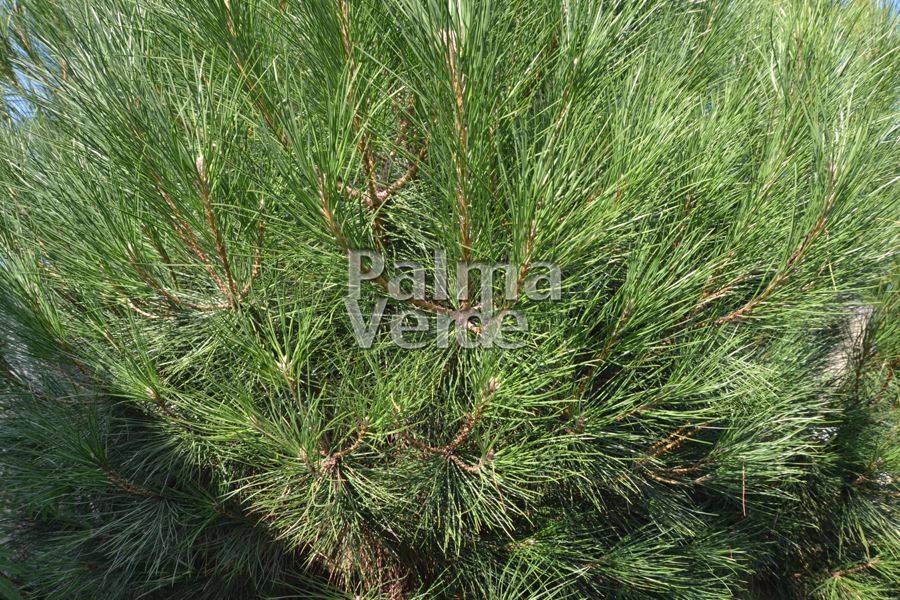 Pinus pinea - Parasolden - Pijnboom - Palma Verde Exoten V.O.F.