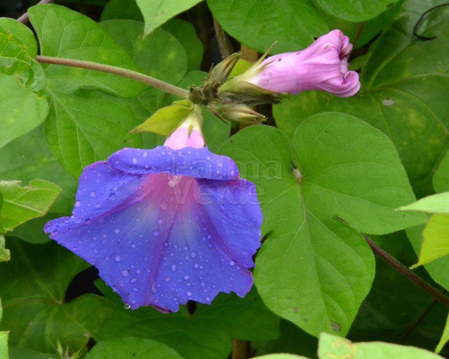 Ipomoea learii - Palma Verde Exoten V.O.F.