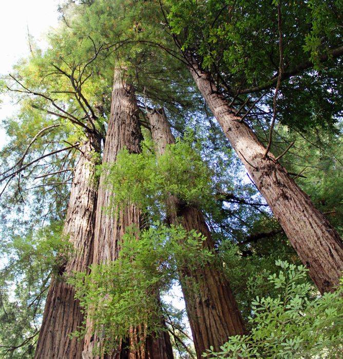 Sequoia sempervirens - Palma Verde Exoten V.O.F.
