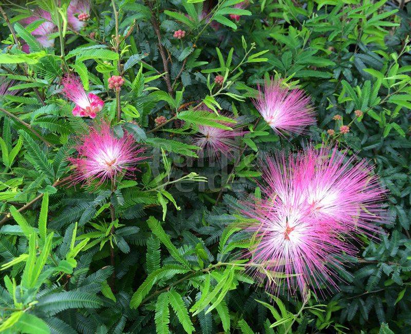 Calliandra Dixi Pink - Palma Verde Exoten V.O.F.
