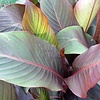 Canna musafolia Rubrum - Banana canna - Palma Verde Exoten V.O.F.