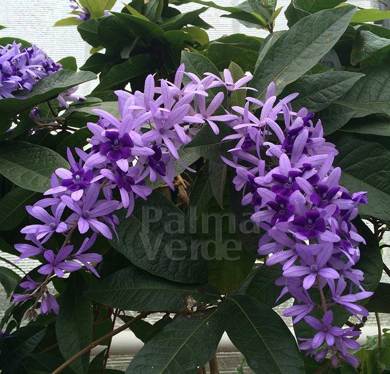 Petrea volubilis - Flower of God - Palma Verde Exoten V.O.F.