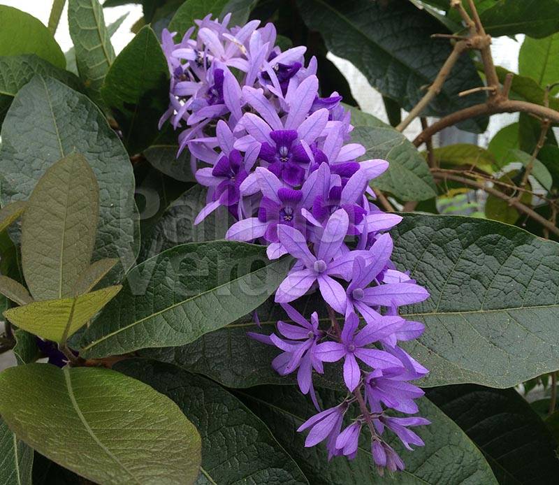 Petrea volubilis - Flower of God - Palma Verde Exoten V.O.F.