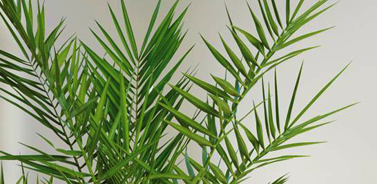 Phoenix - www.fleurdirect.fr