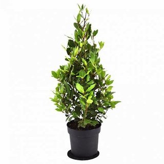 Plantengids | Informatie over kamerplanten | Fleurdirect - Fleurdirect