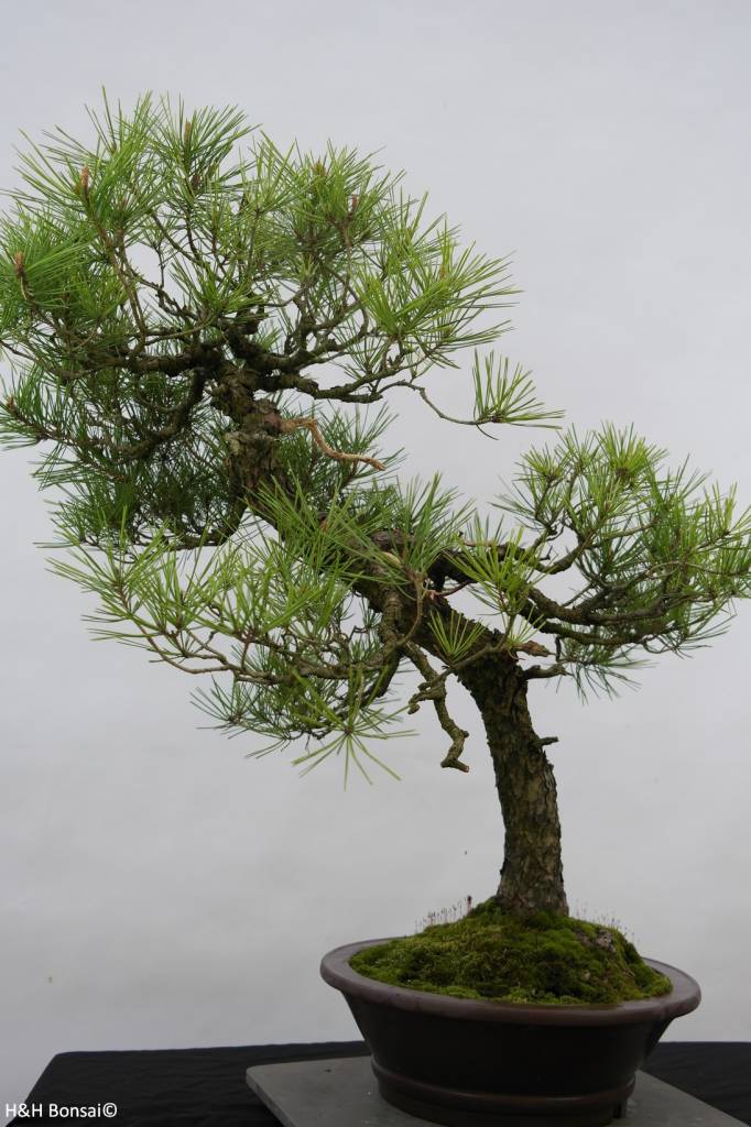 Bonsai Japanese Red Pine, Pinus densiflora, no. 6460 - www.henhbonsai.nl