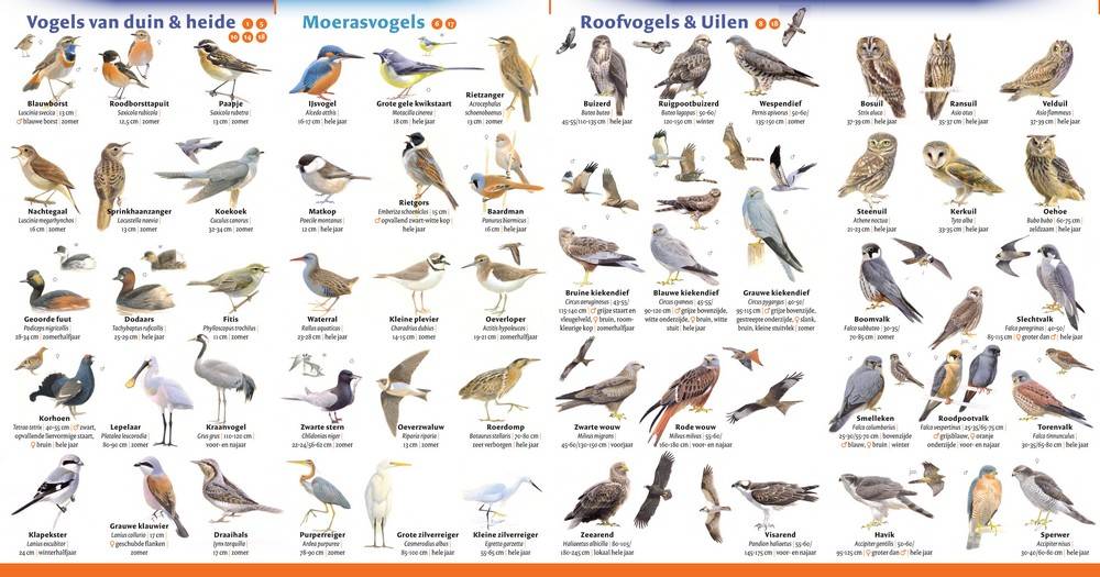 Minigids Vogels van Nederland en België