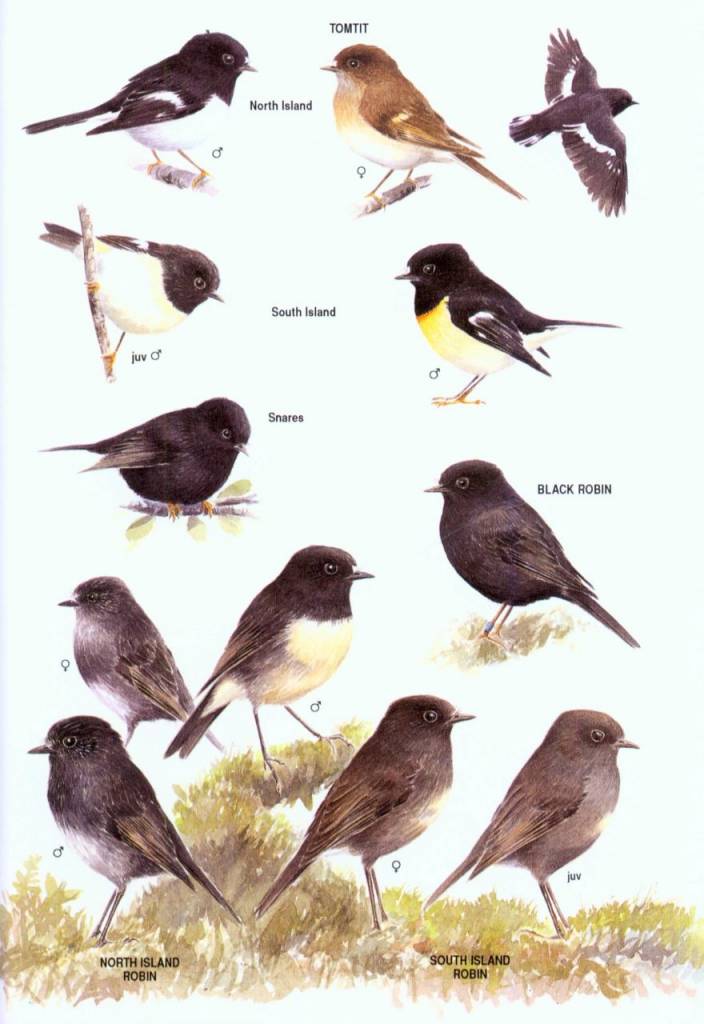 The Hand Guide to the Birds of New Zealand