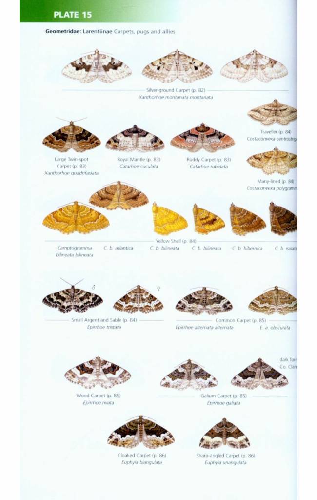 Field guide to the moths of Great Britain and Ireland