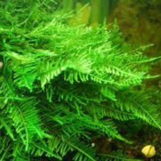 Taiwan moss - Onlineaquariumspullen