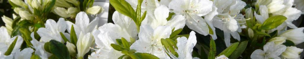 Japanse azalea | Vertrouwd online kopen!