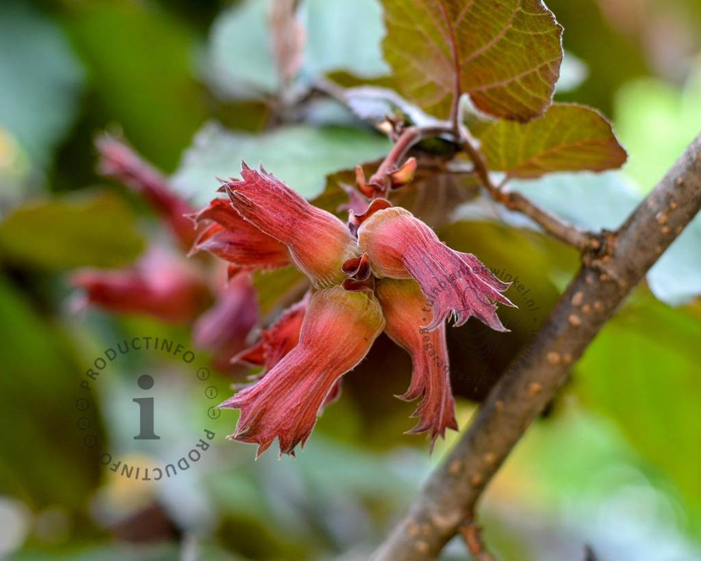 Corylus avellana 'Rode Zellernoot' | Hazelaar | Vertrouwd online kopen!