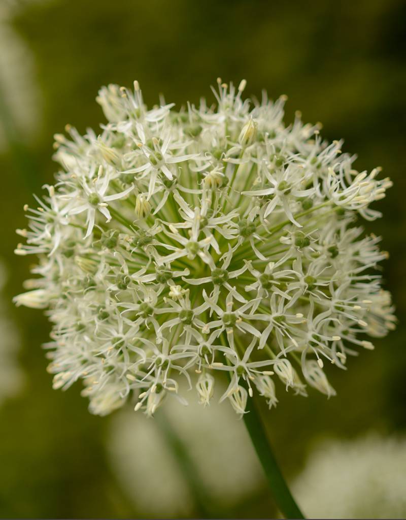 Allium 'Mount Everest' (Sierui) kopen - De Warande - Sterkebollen.nl