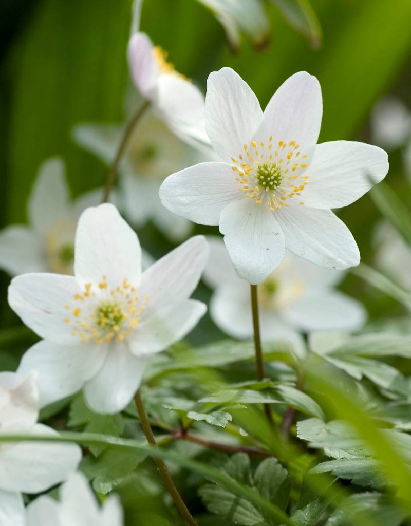 Anemone nemorosa (Witte bosanemoon) kopen - De Warande - Sterkebollen.nl