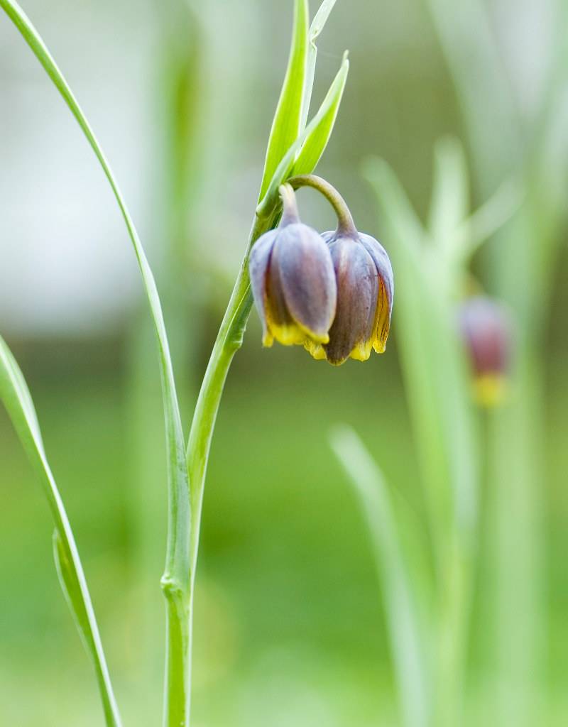 Fritillaria uva-vulpis (Vossedruif) kopen - De Warande - Sterkebollen.nl