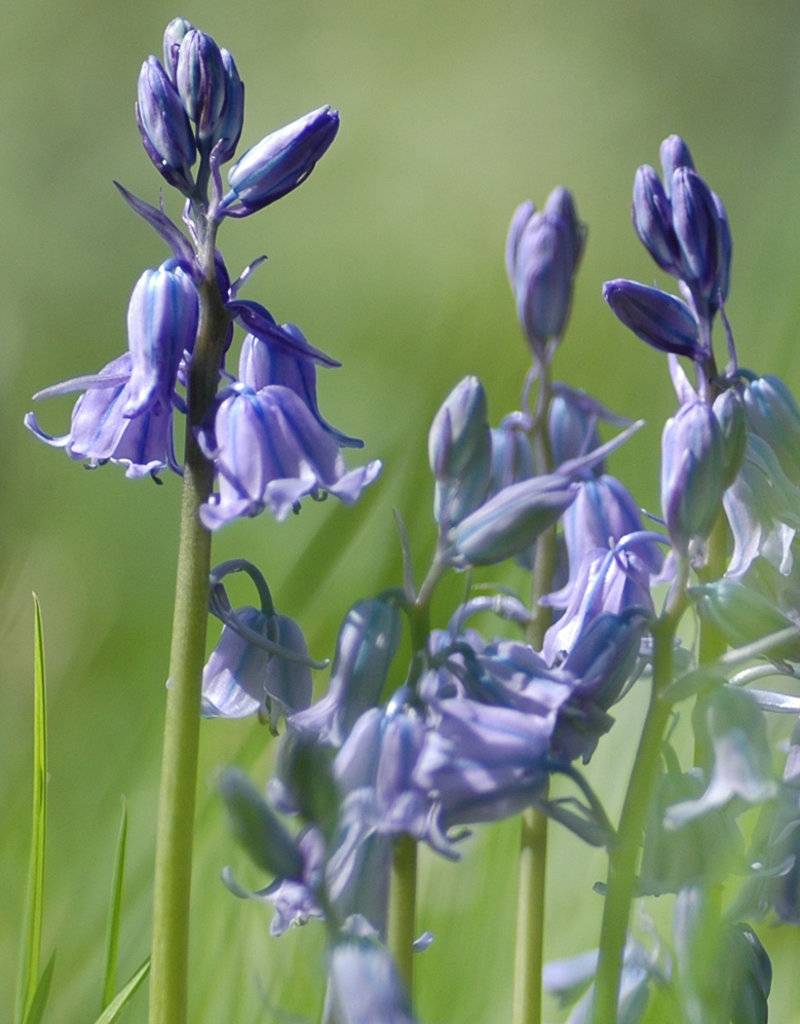 Hyacinthoides hispanica blauw biologisch (Spaanse hyacint) kopen - De ...