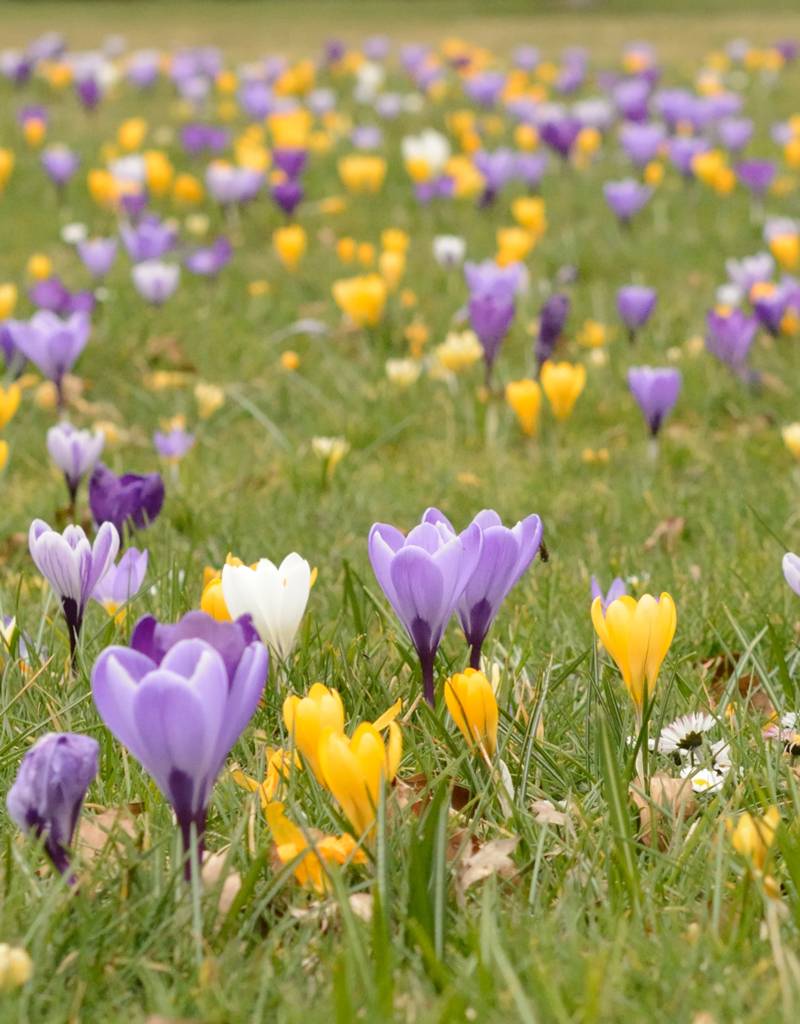 Crocus flavus (Gele krokus) kopen - De Warande - Sterkebollen.nl