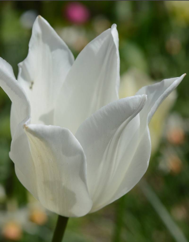 Tulipa 'White Triumphator' kopen - De Warande - Sterkebollen.nl