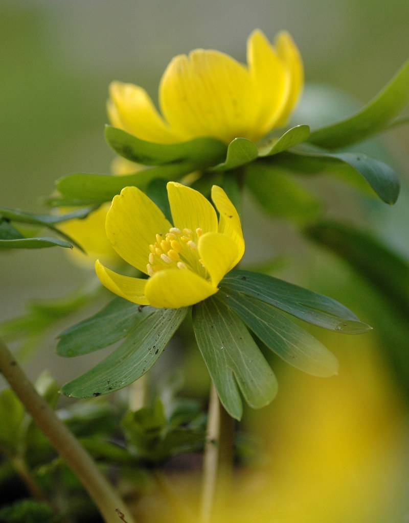 Eranthis hyemalis (Winterling) kaufen - De Warande - Starkezwiebeln.de