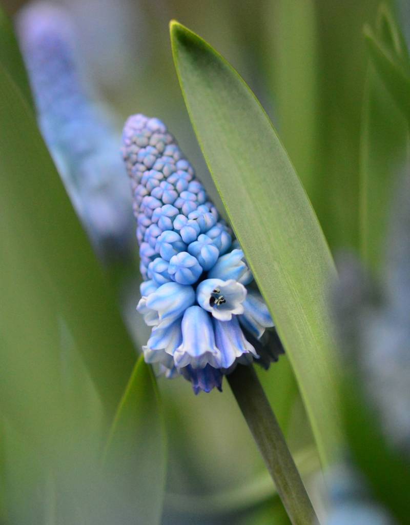 Muscari azureum (Himmelblaue Traubenhyazinthen) kaufen - De Warande ...