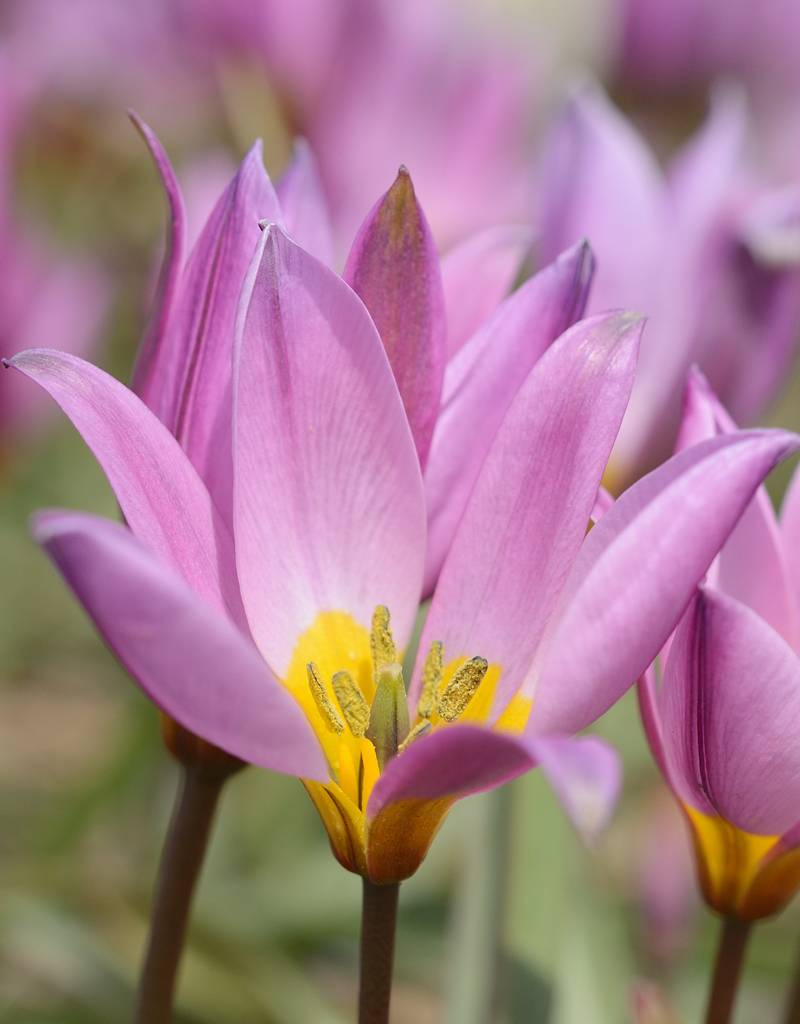 Tulipa humilis (Wildtulpen) kaufen - De Warande - Starkezwiebeln.de