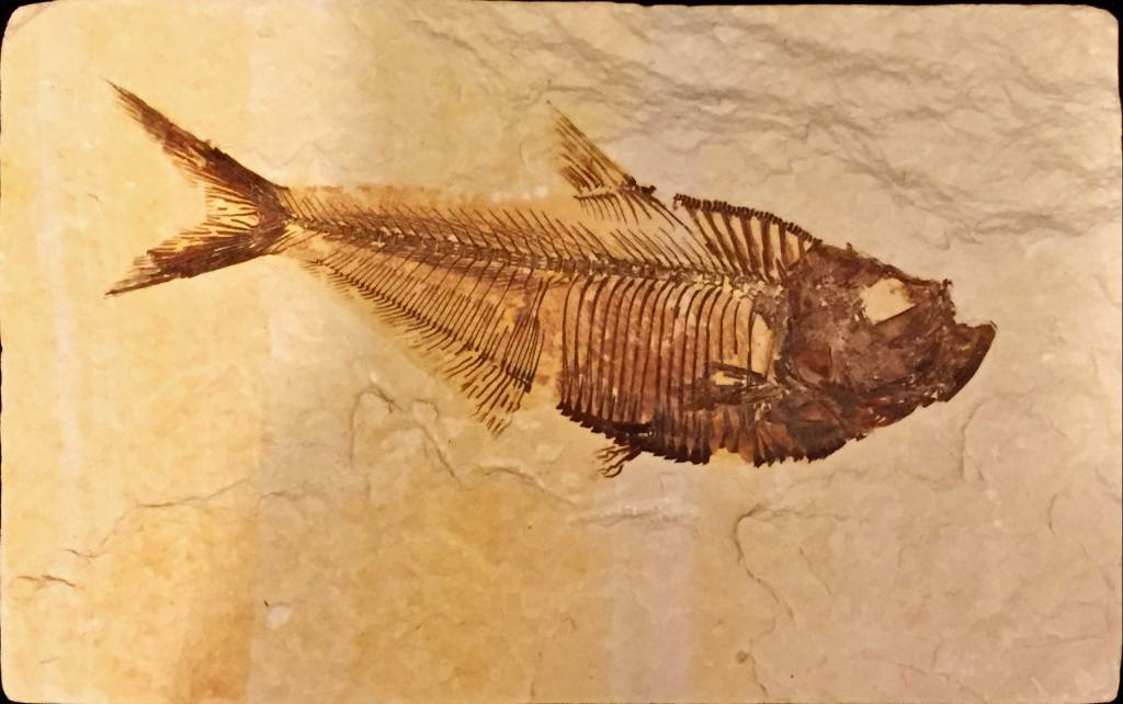 Diplomystus vis fossiel - All About Rocks