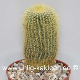 Notocactus - Uhlig Kakteen - plus de 5000 d'espèces différentes