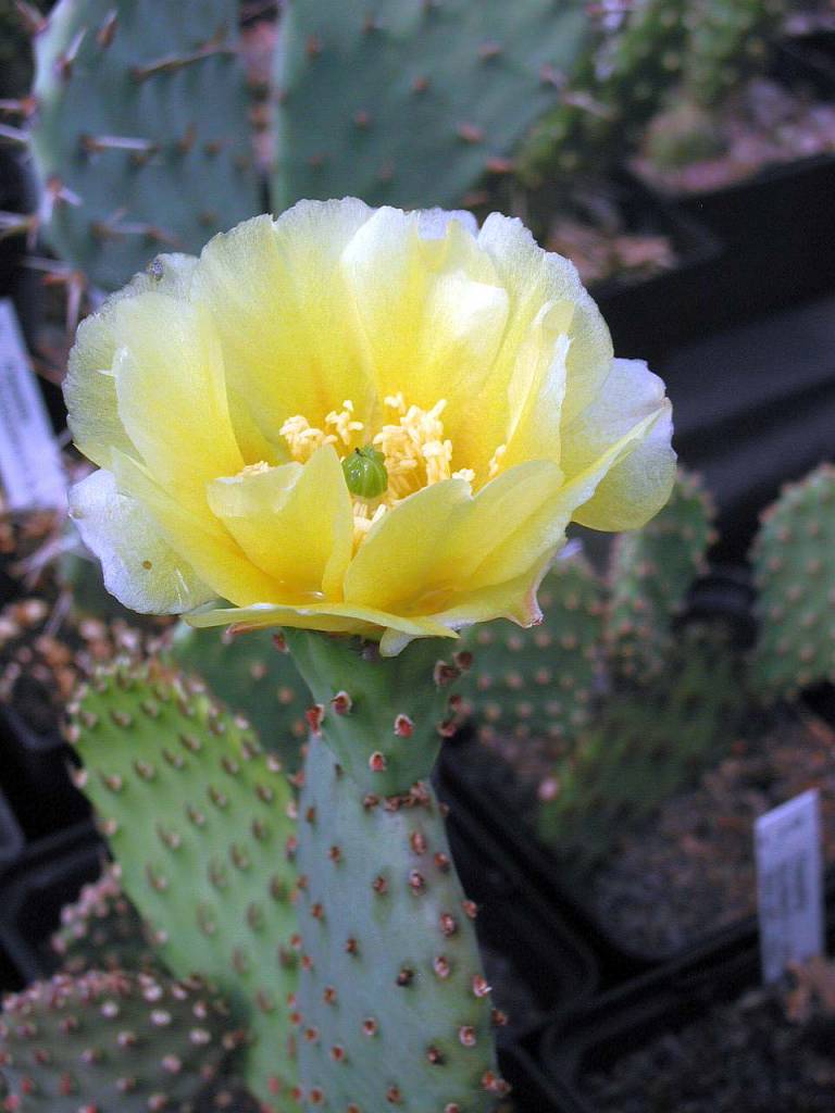 Opuntia basilaris v. aurea, Blüte gelb / yellow (dw) - Uhlig Kakteen ...