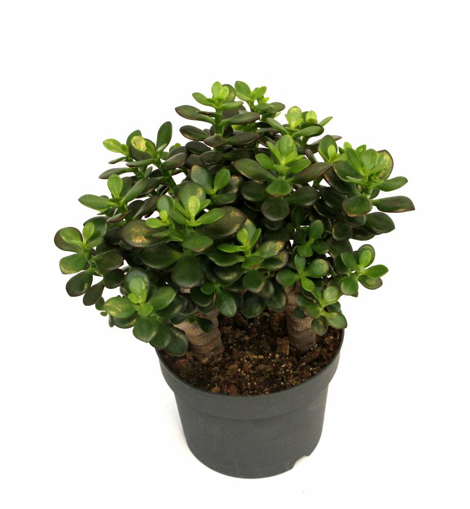 Vetplant ´Tree Shape´ eenvoudig en snel online bestellen? | Fleur.nl