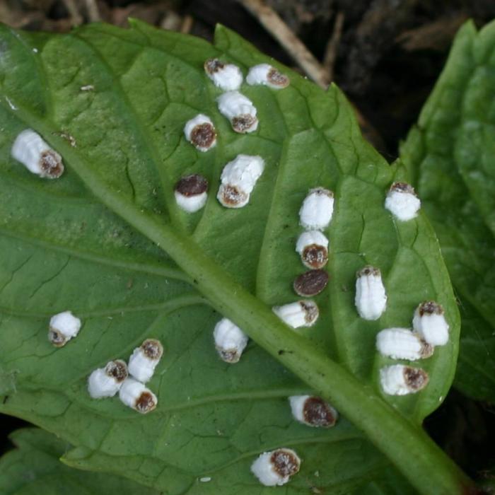 Natuurlijke vijanden - Rood met Zwarte Stippen